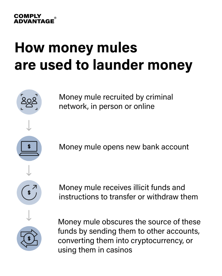 What is a money mule?